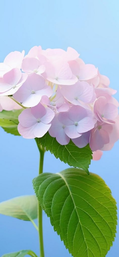 Top 87+ Hình nền hoa cẩm tú cầu, tải ảnh hoa cẩm tú cầu đẹp