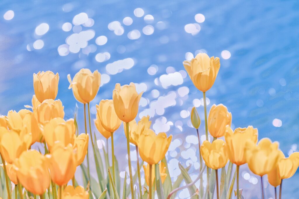 Top 98+ Hình nền hoa tulip cho máy tính 4K full HD mới nhất