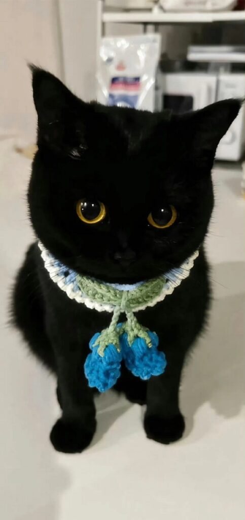 Top 130+ Hình nền mèo đen bí ẩn cho điện thoại, máy tính