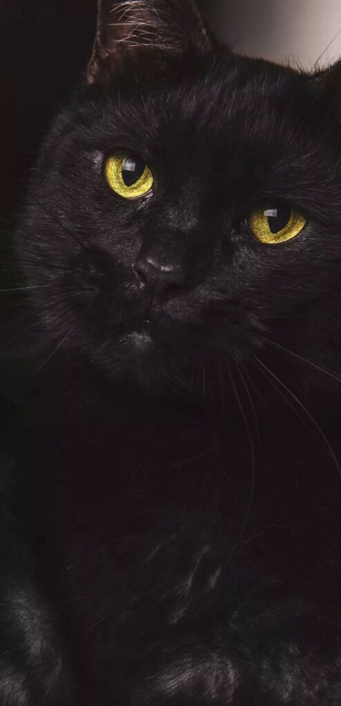Top 130+ Hình nền mèo đen bí ẩn cho điện thoại, máy tính