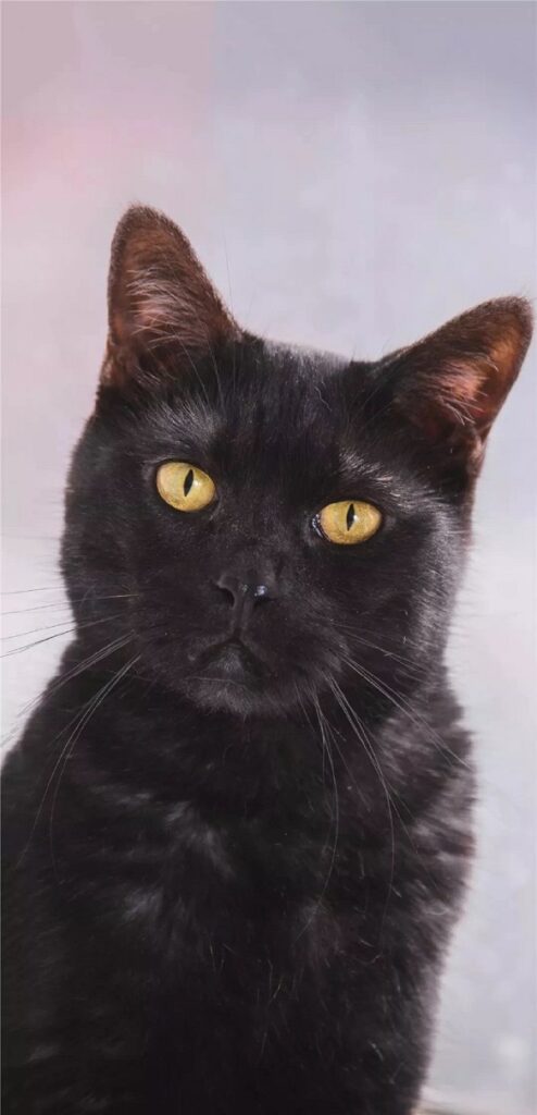 Top 130+ Hình nền mèo đen bí ẩn cho điện thoại, máy tính