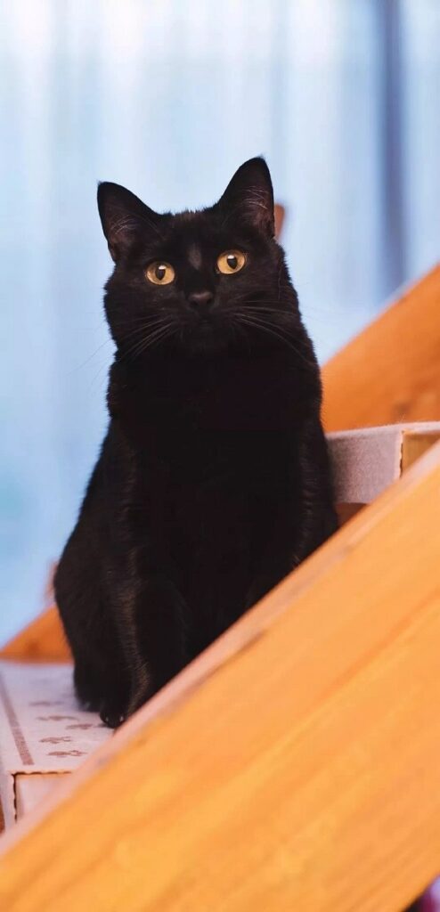 Top 130+ Hình nền mèo đen bí ẩn cho điện thoại, máy tính