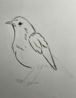 Tổng hợp 4 cách vẽ con chim dễ thương đẹp mê ly không lối về